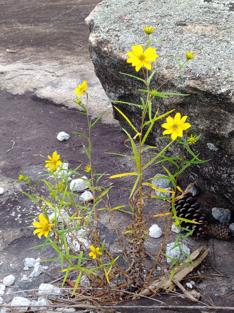 Porter's sunflower from Dekalb County, GA, USA on September 6, 2021 at ...