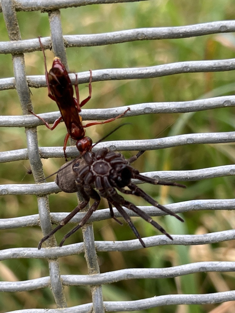 Golden Hunting Wasp from Zealandia Ecosanctuary, Wellington, Wellington ...