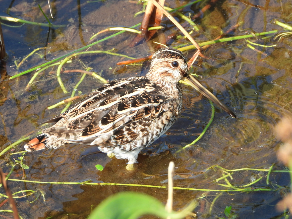Wilson's Snipe from Palm Beach County, FL, USA on March 8, 2023 at 07: ...