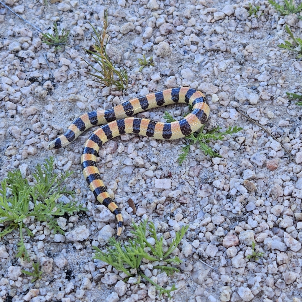Banded Sand Snake from Ajo, AZ 85321, USA on March 8, 2023 at 12:26 PM ...