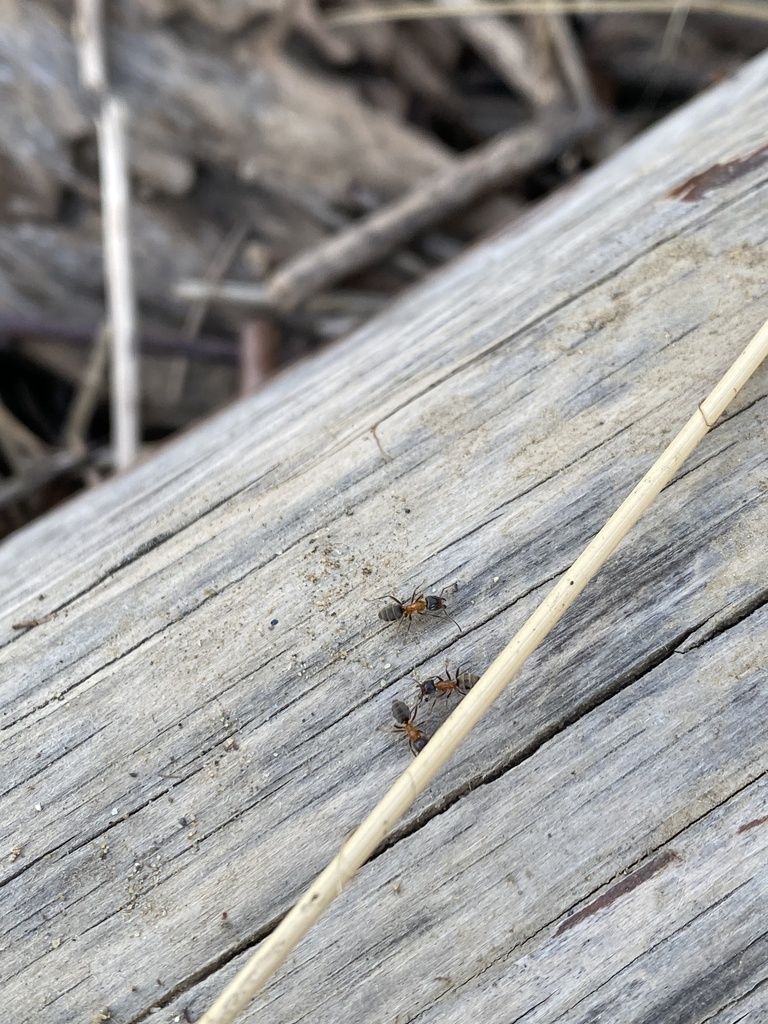 Western Velvety Tree Ant from Cleveland National Forest, Silverado, CA ...