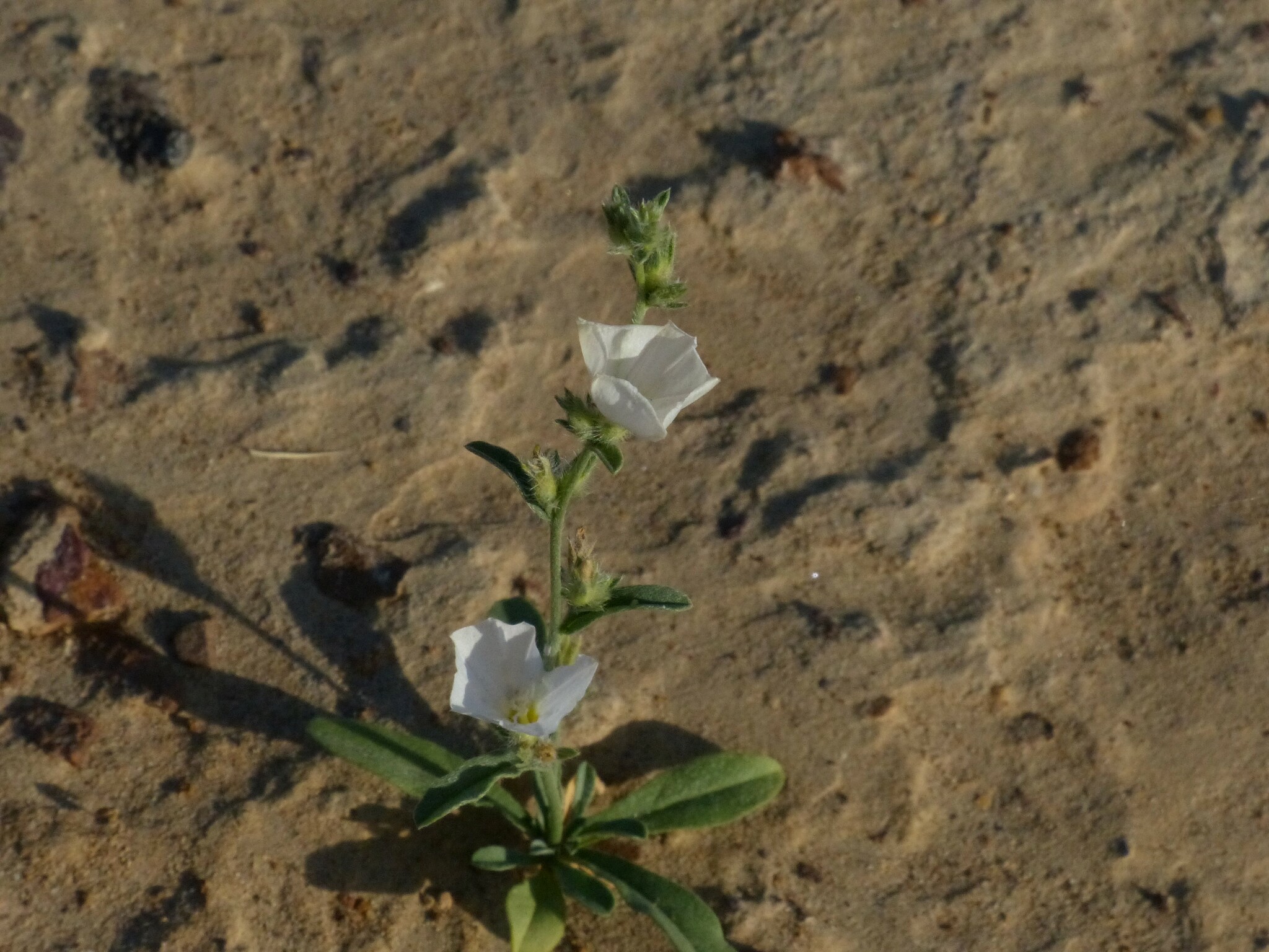 Convolvulus prostratus Forssk.