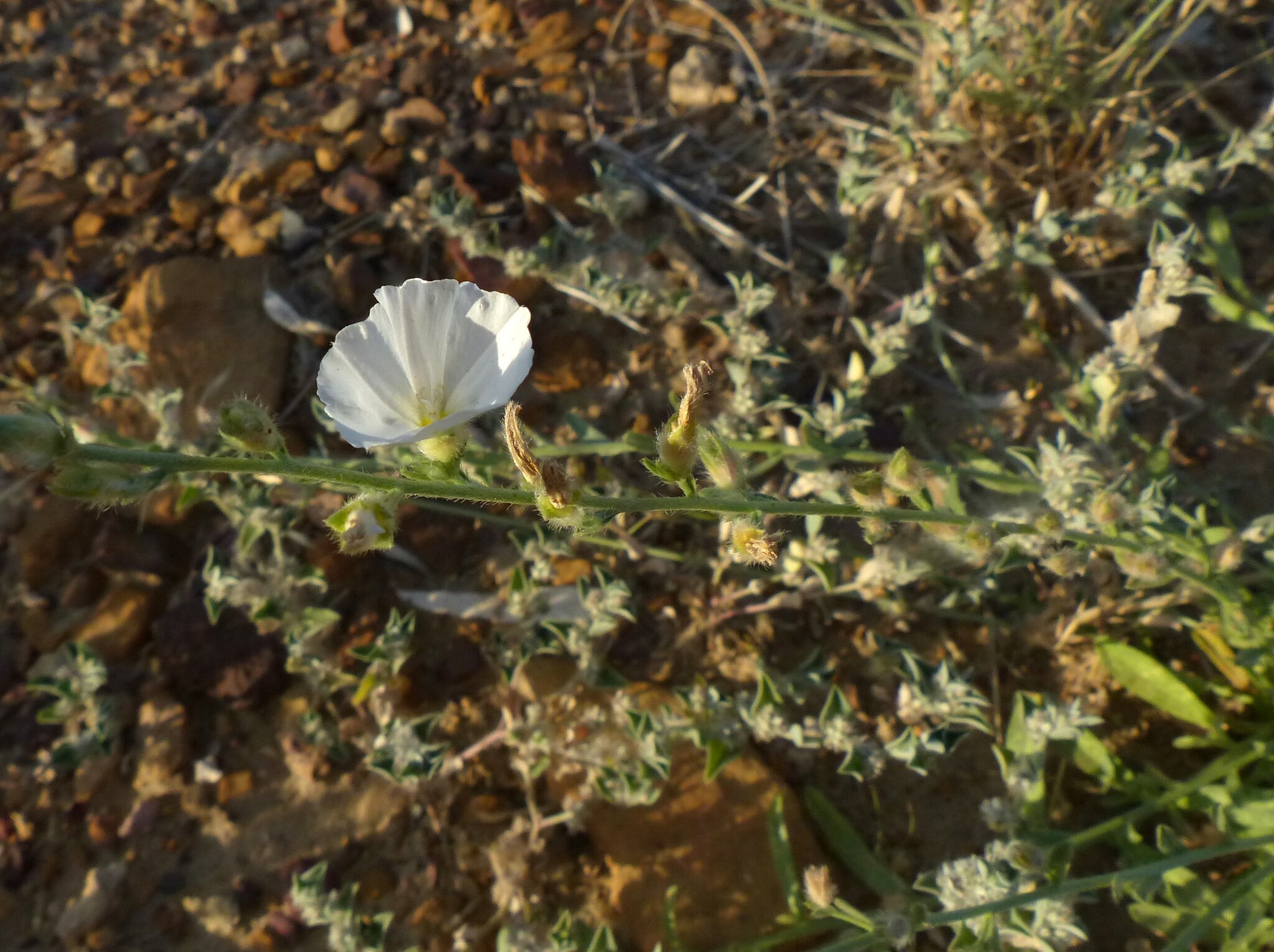 Convolvulus prostratus Forssk.