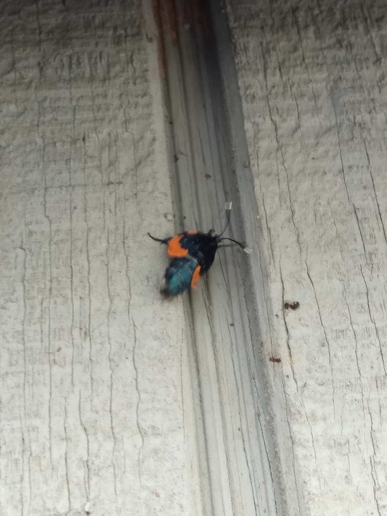 Australian bag moth from Fitzherbert, Palmerston North, New Zealand on ...