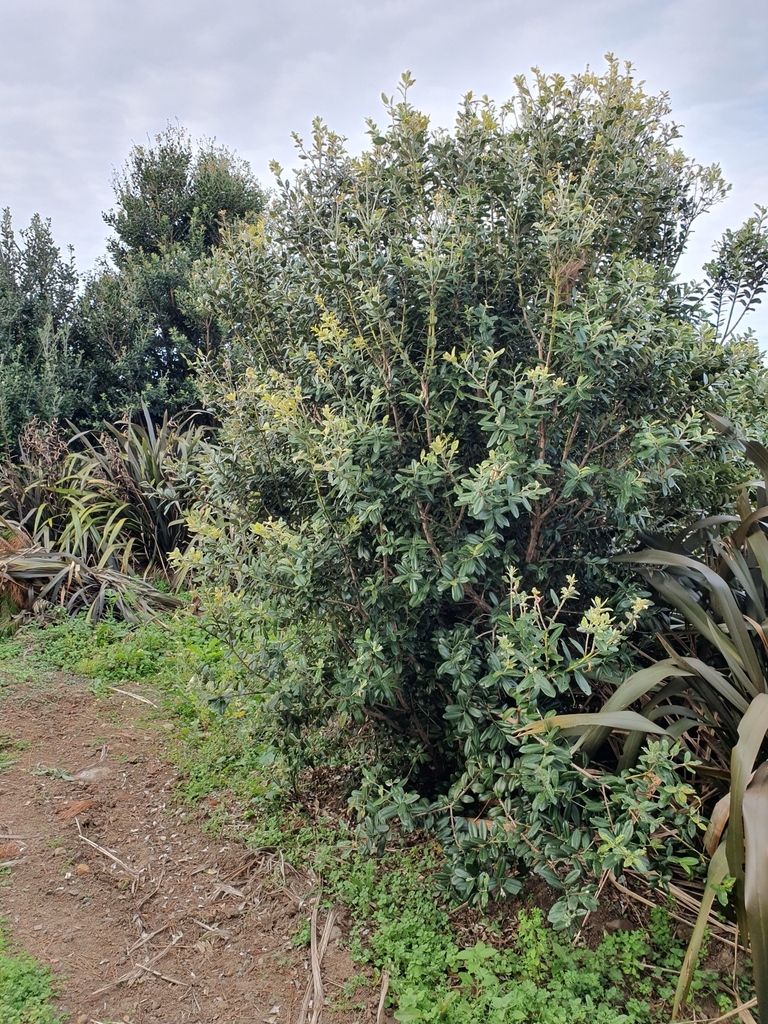 Myrtle Rust from Paerata, New Zealand on March 9, 2023 at 05:43 PM by ...