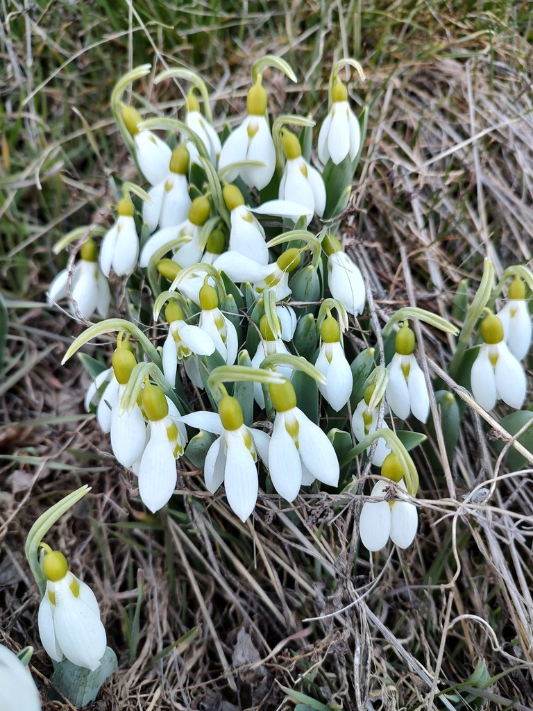 greater snowdrop from Pullman, WA 99163, USA on March 8, 2023 at 05:03 ...