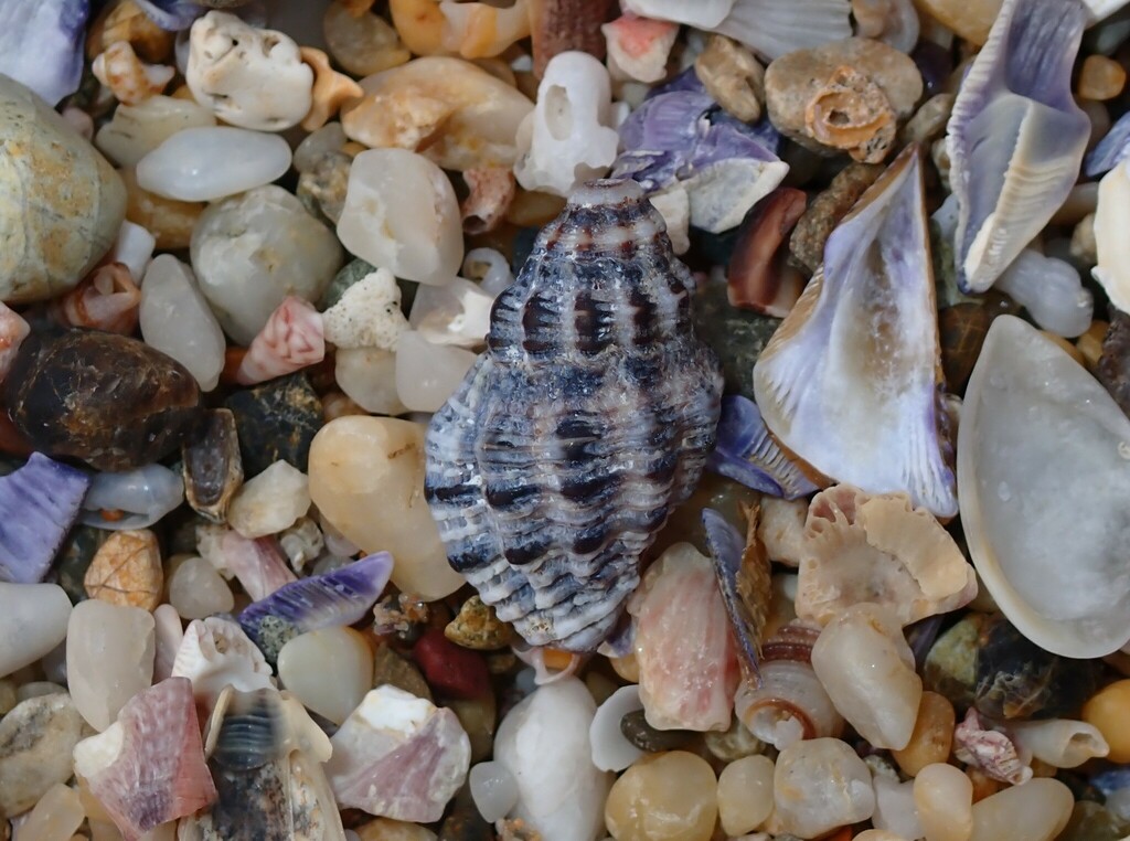 Drupella margariticola from Woolgoolga NSW 2456, Australia on March 09 ...