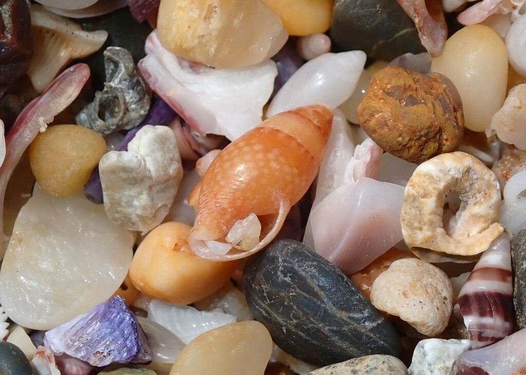 Mitrella bicincta from Woolgoolga NSW 2456, Australia on March 09, 2023 at 01:25 PM by Adrian ...