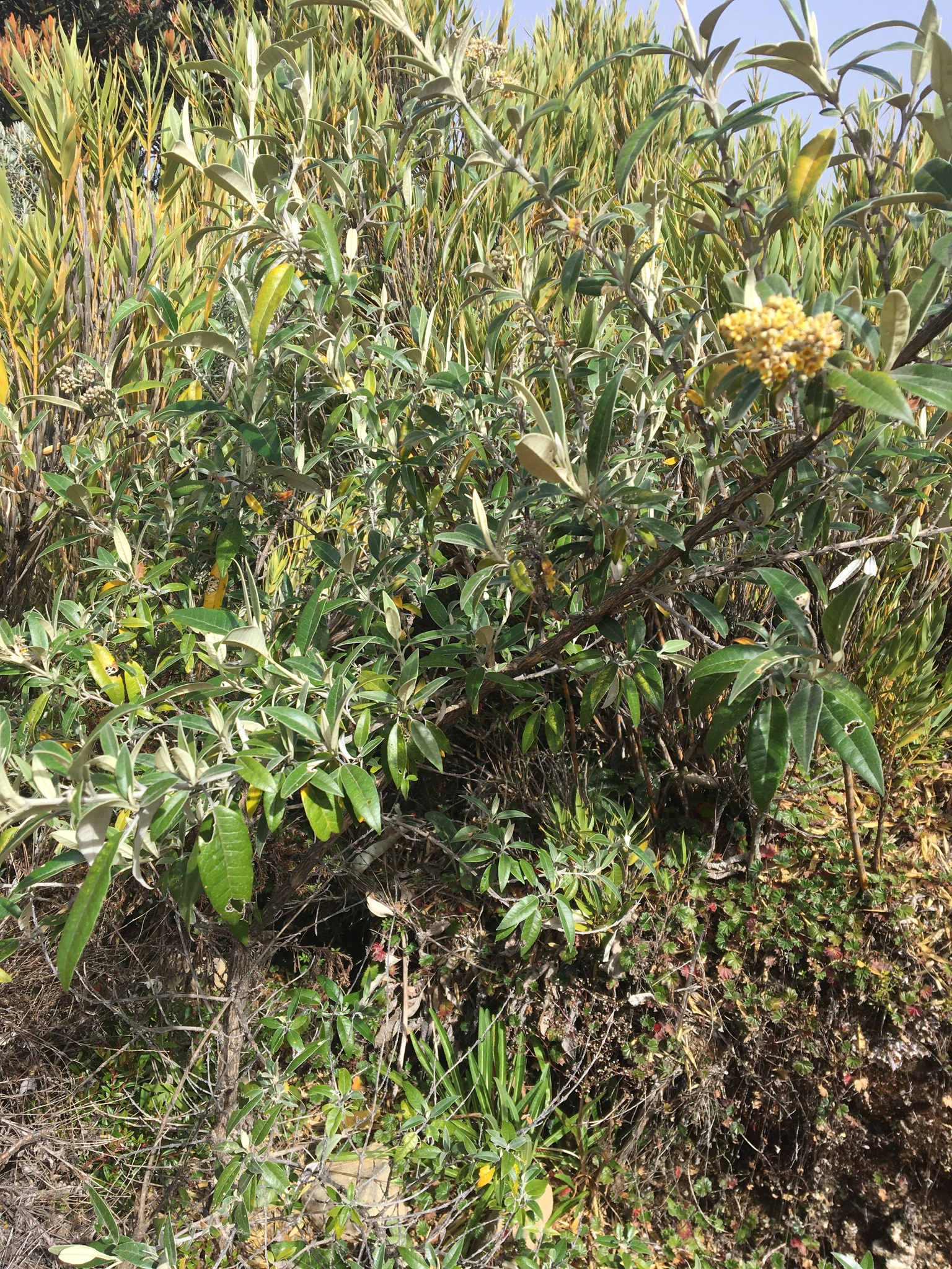 Buddleja nitida Benth.
