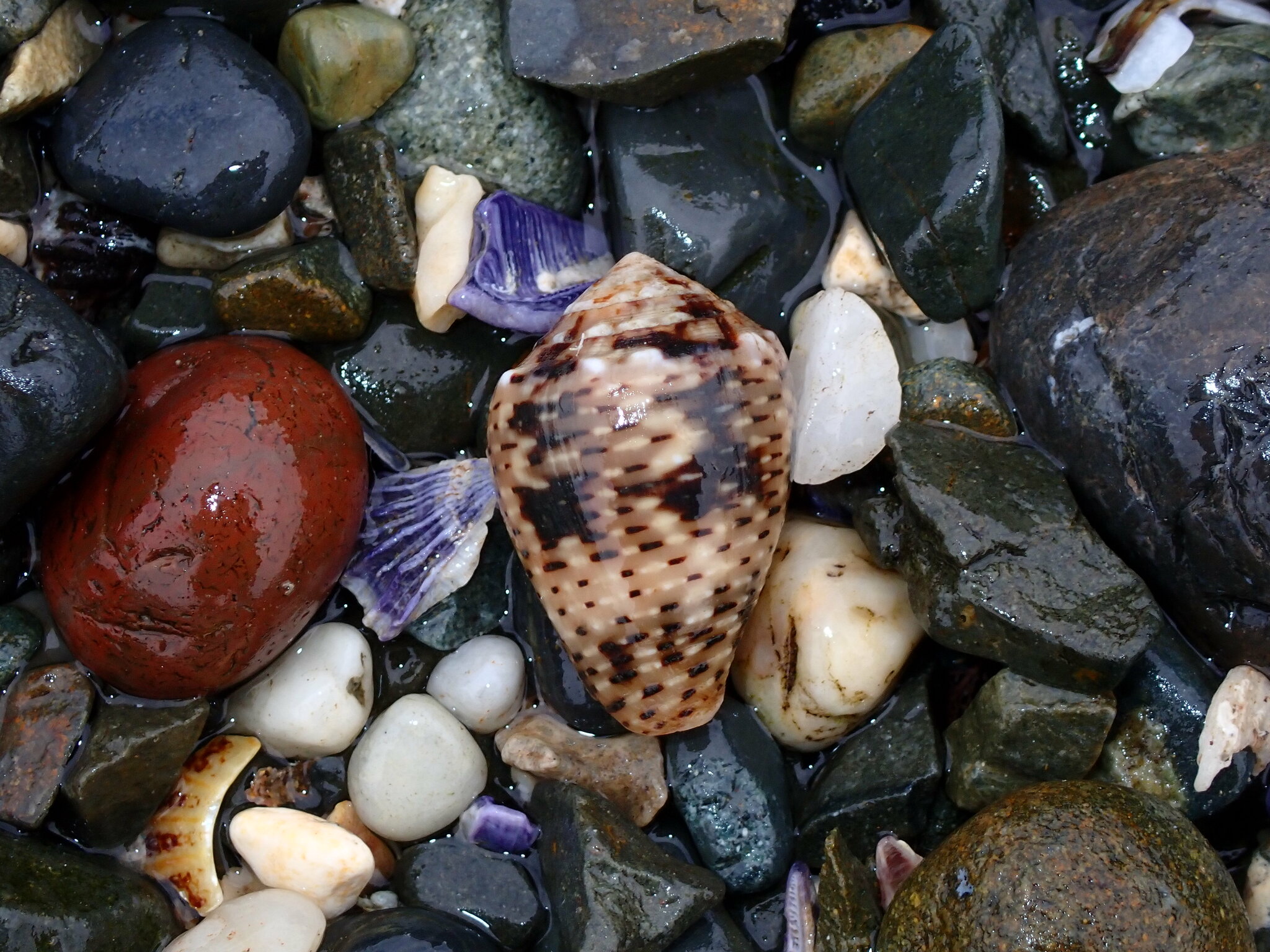 Conus coronatus Gmelin, 1791
