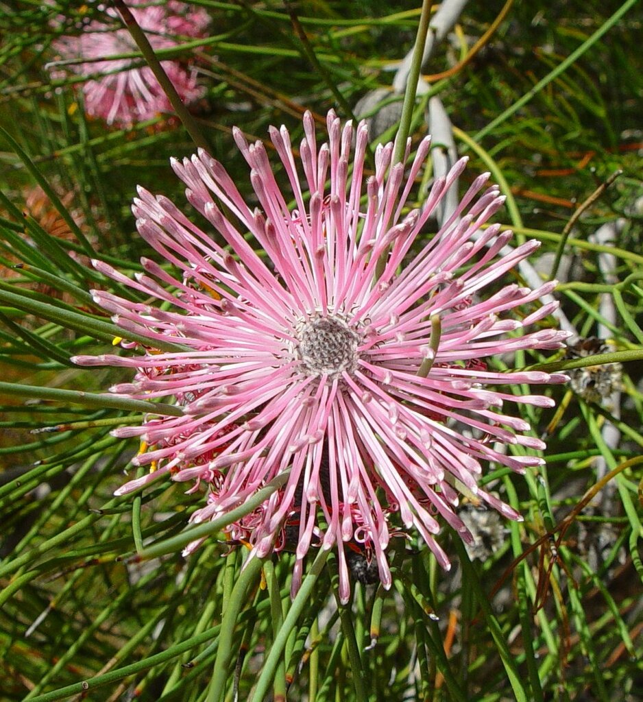 Isopogon divergens from Bowgada WA 6623, Australia on October 1, 2003 ...