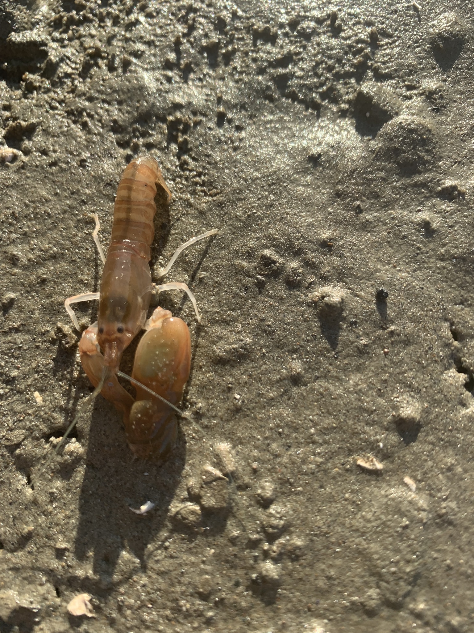 Alpheus Fabricius, 1798