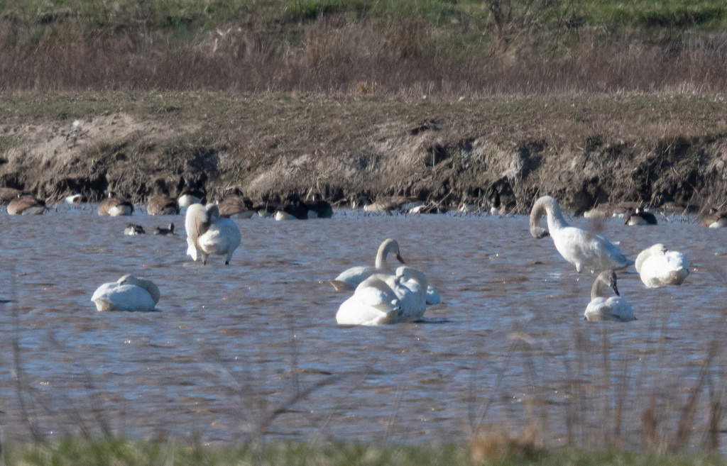Tundra Swan from Maryland, USA on March 8, 2023 at 03:37 PM by Judy ...
