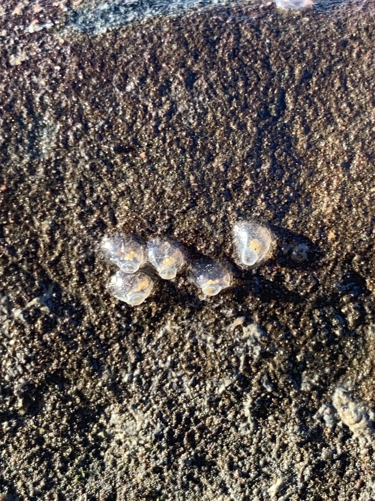 Animals from Hobson Bay, Orakei Ward, Auckland, NZ on March 8, 2023 at ...