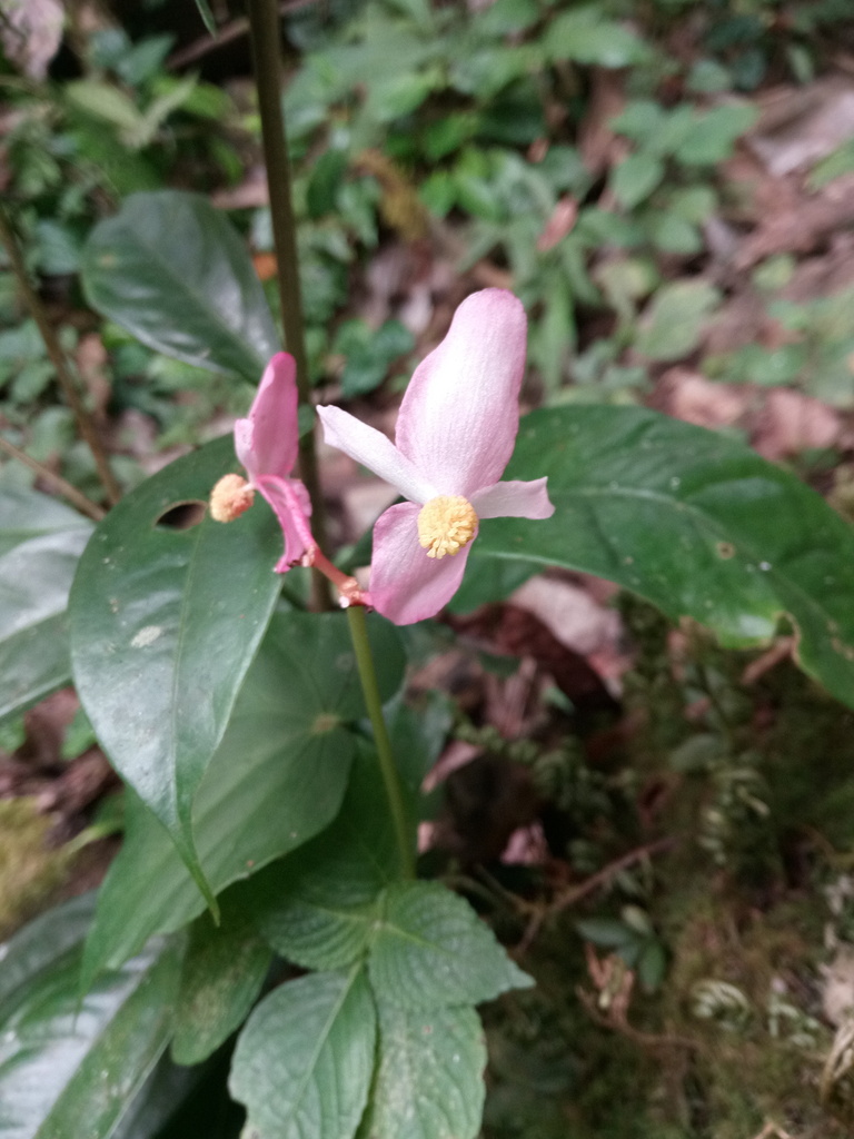 Begonia megaptera from Trongsa, Bhutan on November 23, 2017 at 01:35 PM ...