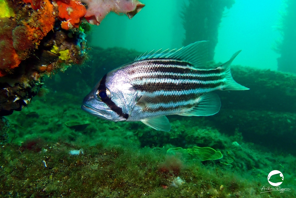 West Australian Dhufish from Busselton, WA, Australia on March 6, 2023 ...