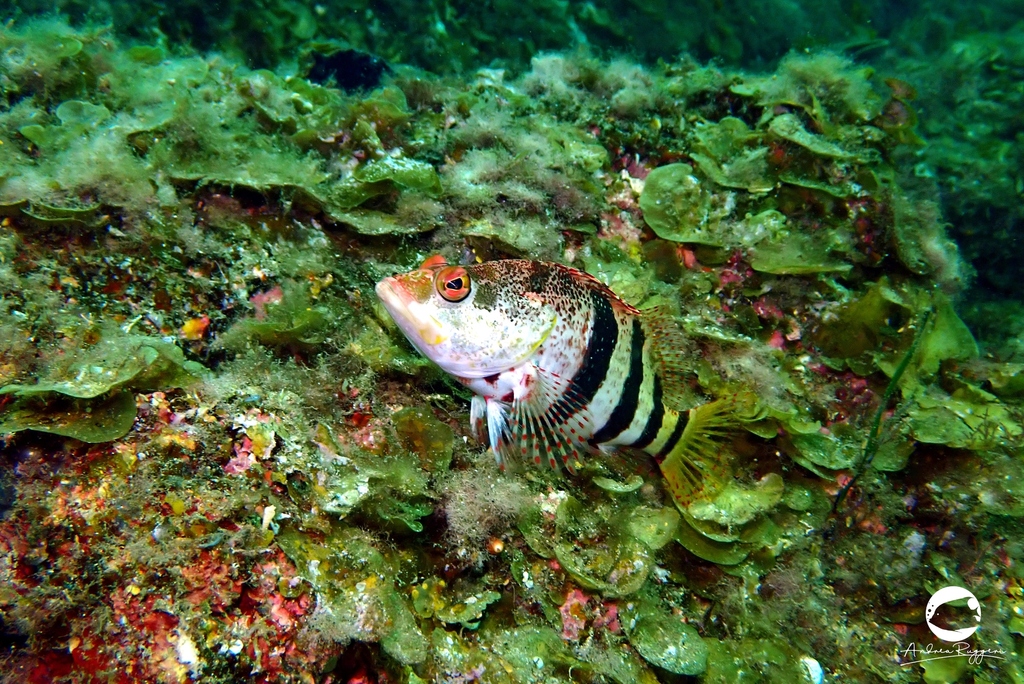Banded Seaperch from Busselton, WA, Australia on March 06, 2023 at 10: ...