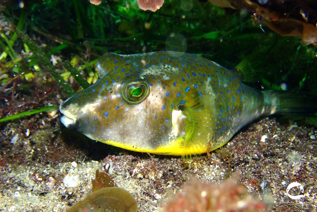 Bluespotted Toadfish from Busselton, WA, Australia on March 06, 2023 at ...