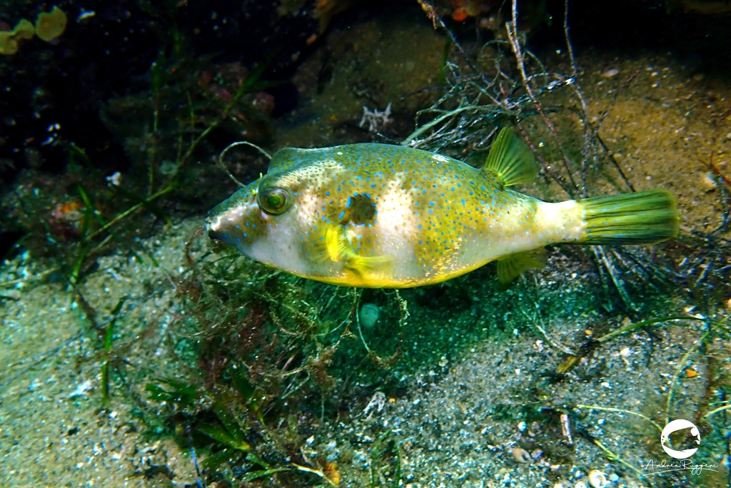 Bluespotted Toadfish from Busselton, WA, Australia on March 06, 2023 at ...