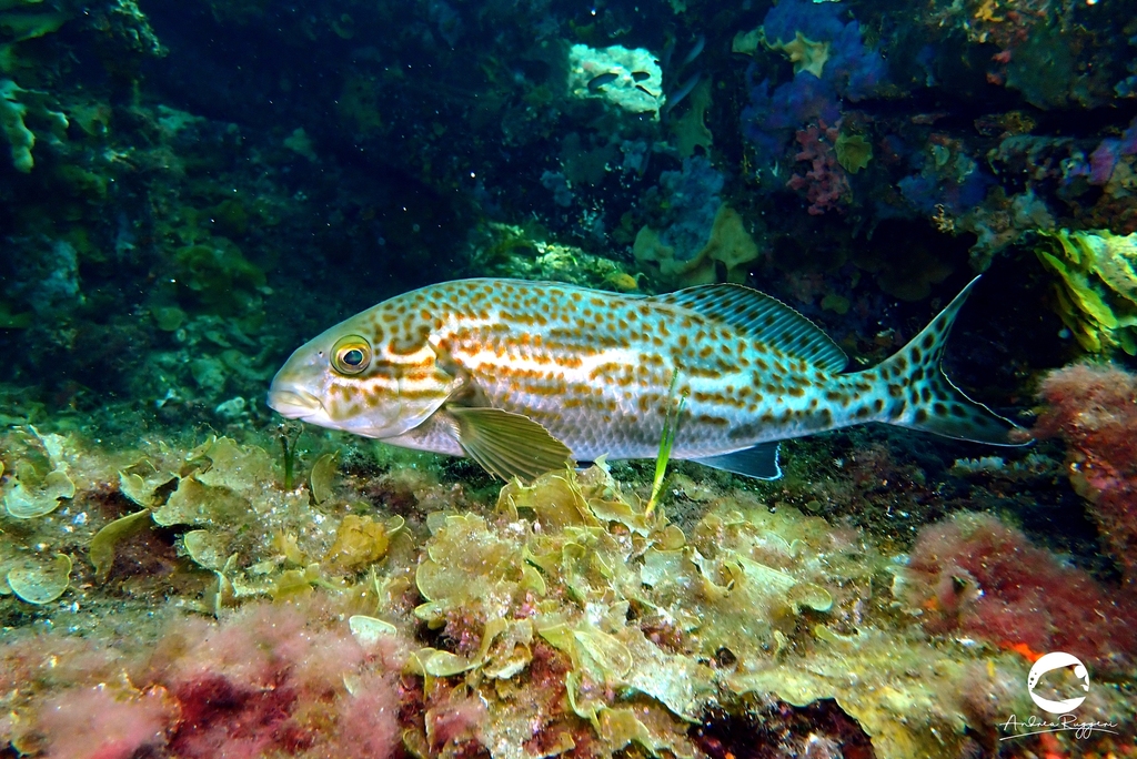 Dusky Morwong from Busselton, WA, Australia on March 06, 2023 at 12:04 ...
