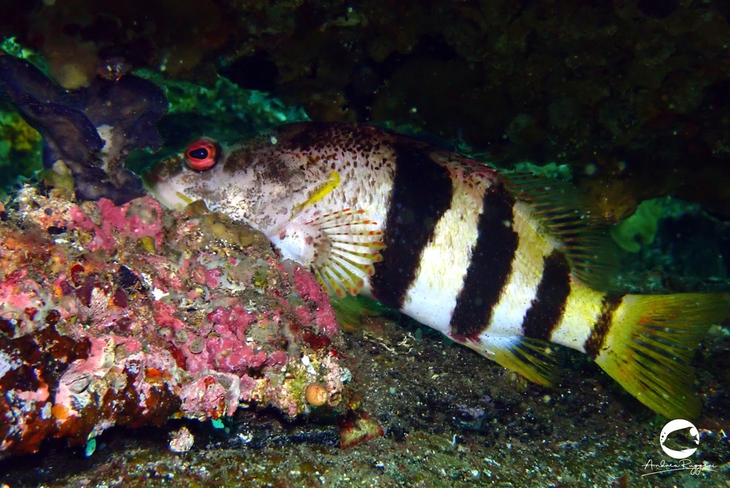 Banded Seaperch from Busselton, WA, Australia on March 06, 2023 at 12: ...