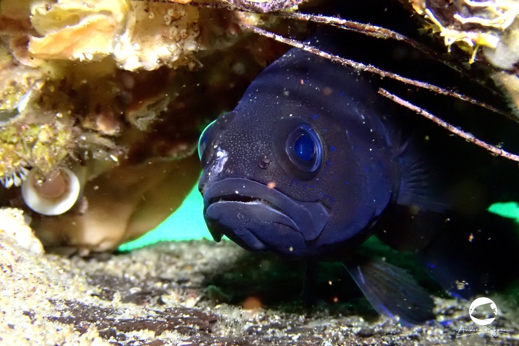 Western Blue Devil from Busselton, WA, Australia on March 06, 2023 at ...