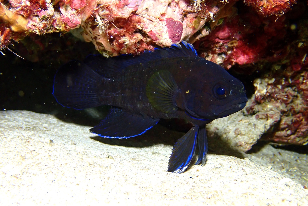 Western Blue Devil from Busselton, WA, Australia on March 06, 2023 at ...