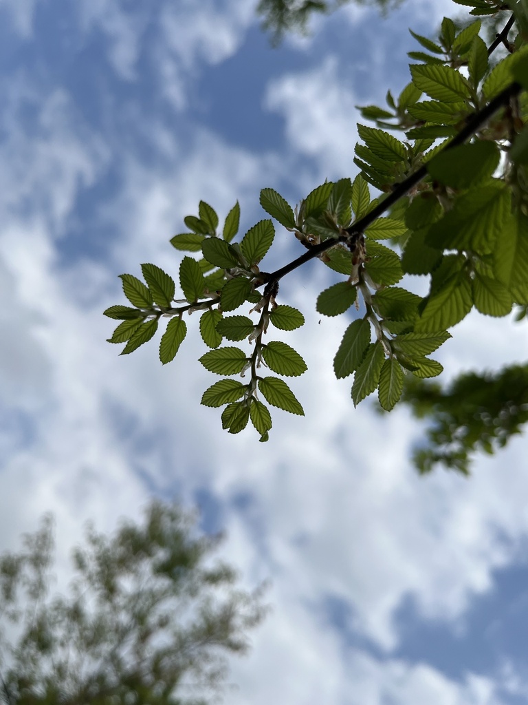 Cedar Elm from Rice University, Houston, TX, US on March 07, 2023 at 01 ...