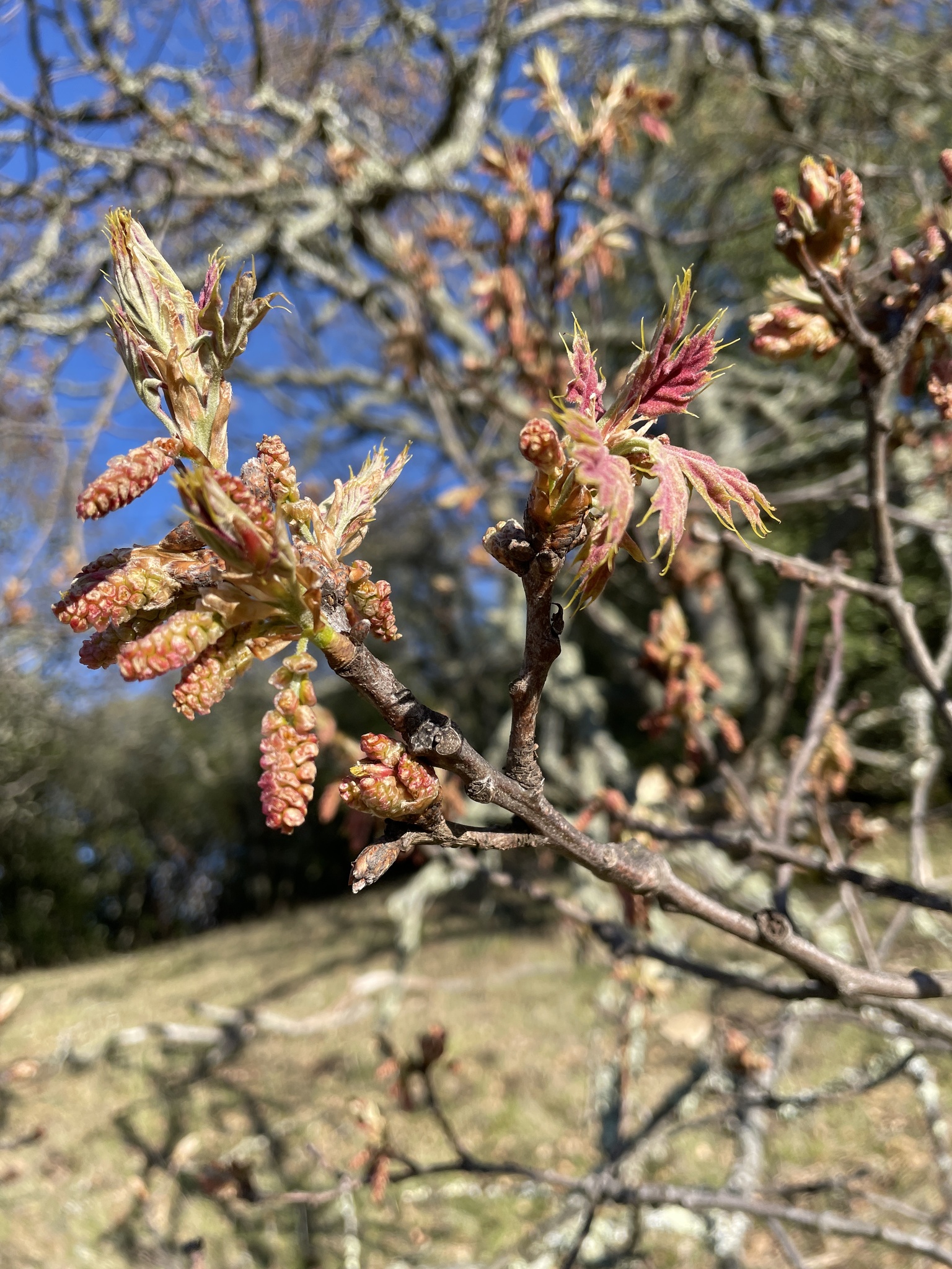 Quercus kelloggii Newb.