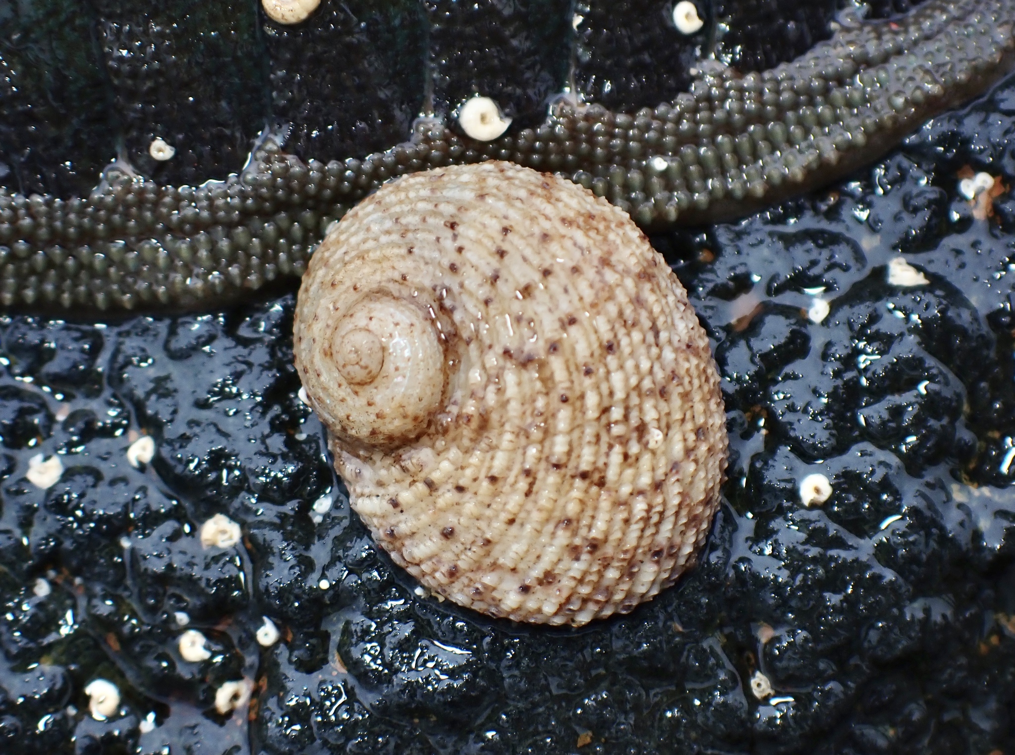 Granata imbricata (Lamarck, 1816)