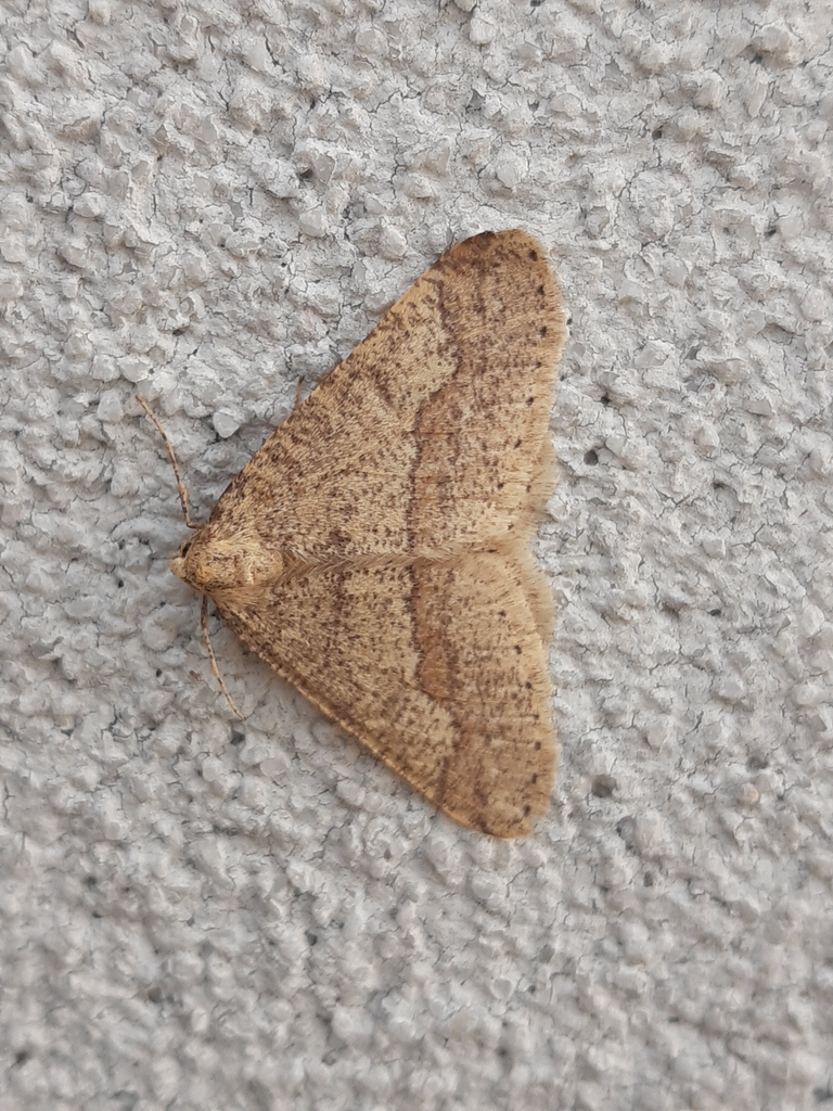 Dotted Border Moth from 1172 София, България on March 09, 2023 at 07:56 ...