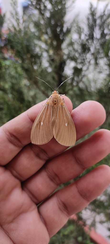Tropical Tiger Moth from Forest Research Institute, Indian Military ...