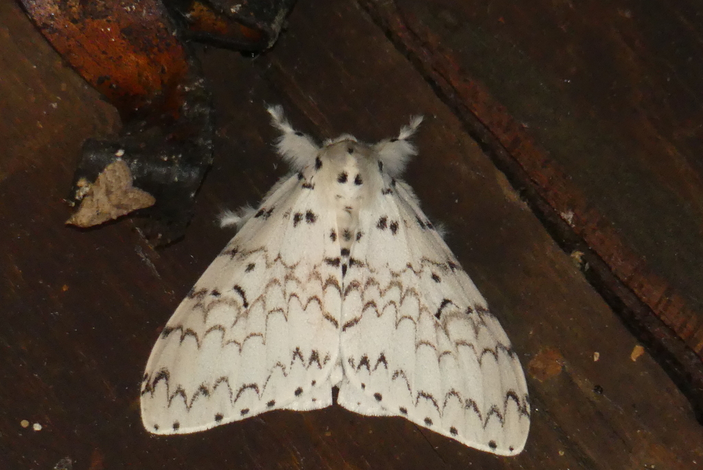 Lymantria brotea lepcha from RW8F+PJ9, Suthep, Mueang Chiang Mai ...