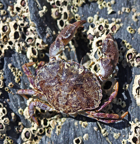 Jaiba japonesa (Glebocarcinus amphioetus)