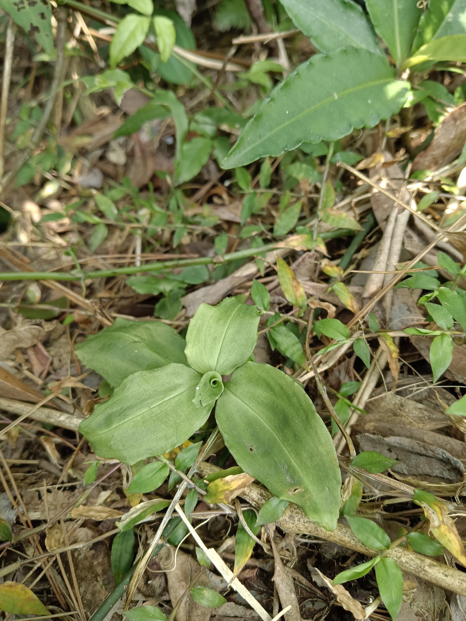 Goodyera foliosa (Lindl.) Benth. ex C.B.Clarke