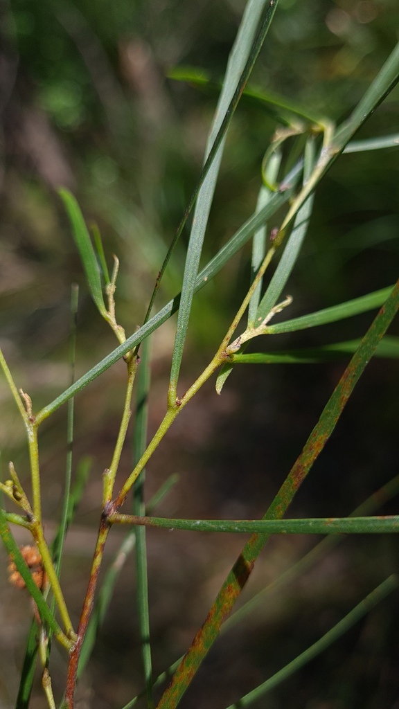 Long leaf Wattle from Hornsby - North, New South Wales, Australia on ...