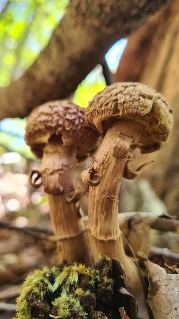 Boletellus ananiceps from Hornsby - North, New South Wales, Australia ...