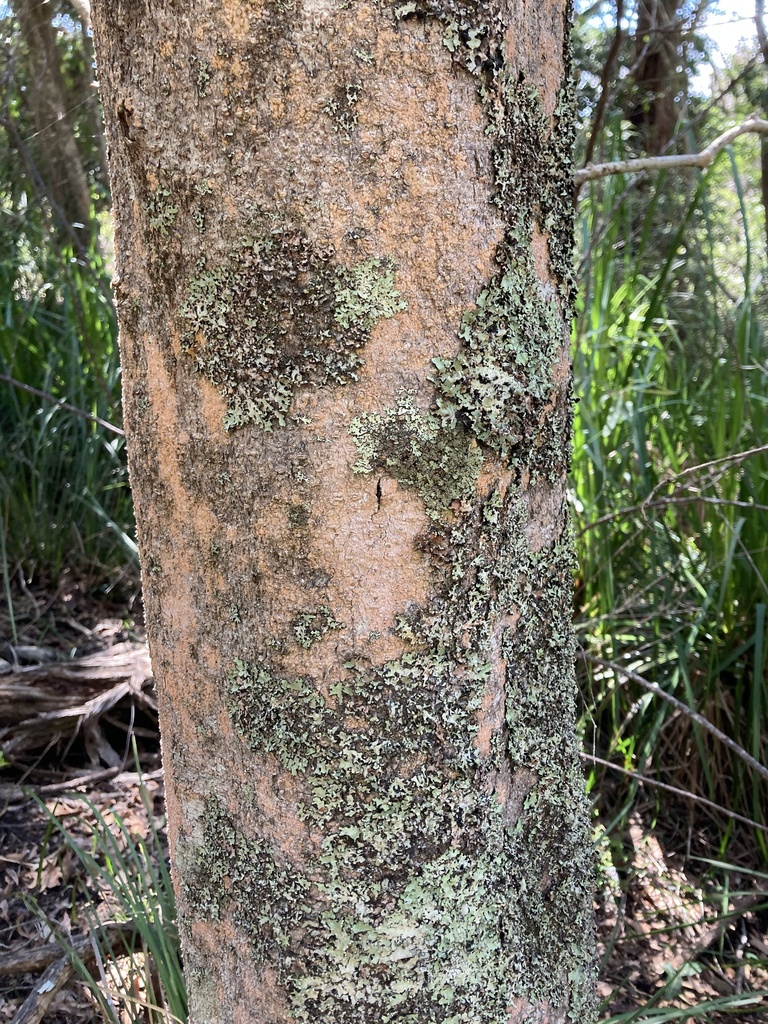 Veined Mock-olive from Beowa National Park, Green Cape, NSW, AU on ...