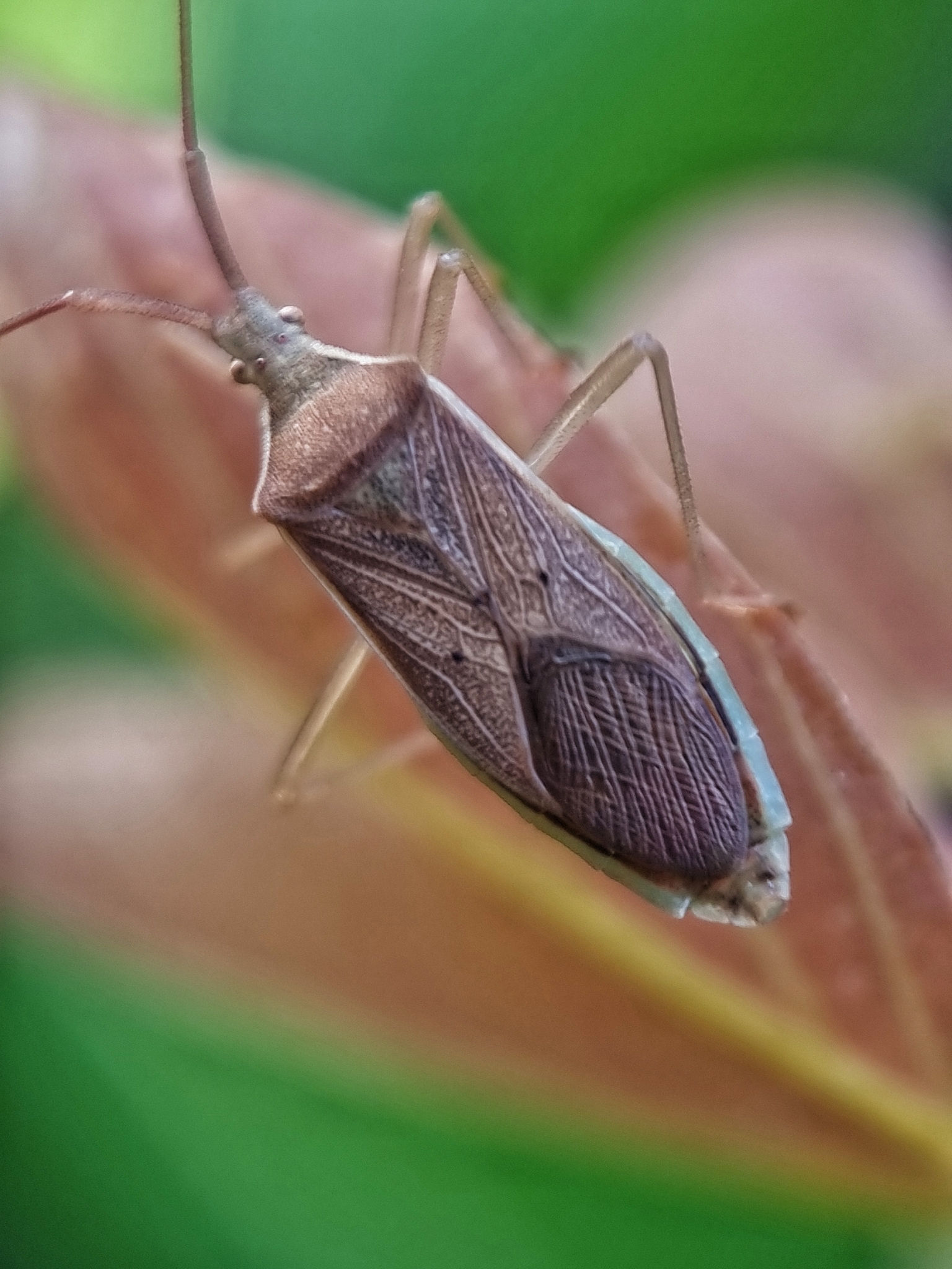 Homoeocerus Burmeister, 1835