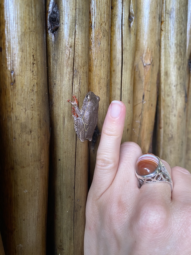 Reed Frogs from Maun, North West, BW on March 8, 2023 at 05:59 PM by ...