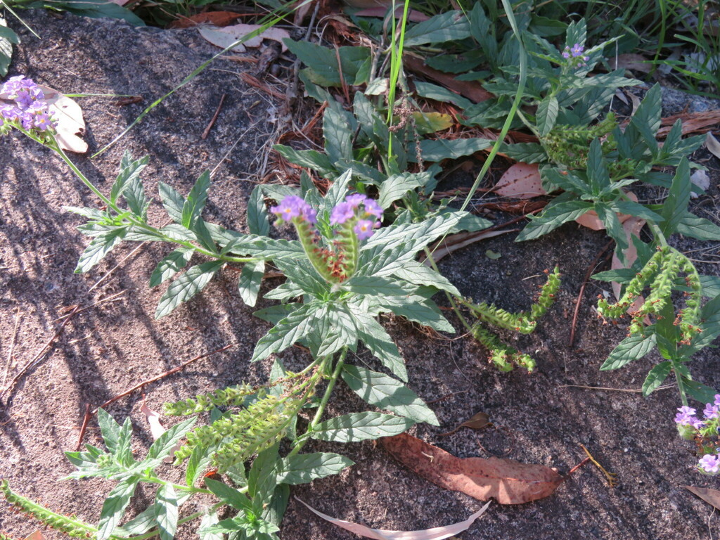 fragrant heliotrope from Maraylya NSW 2765, Australia on March 09, 2023 ...