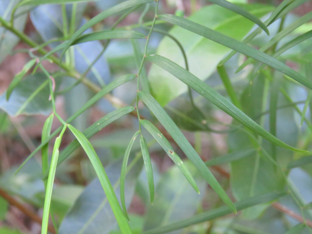 Climbing Lily from Maraylya NSW 2765, Australia on March 09, 2023 at 12 ...