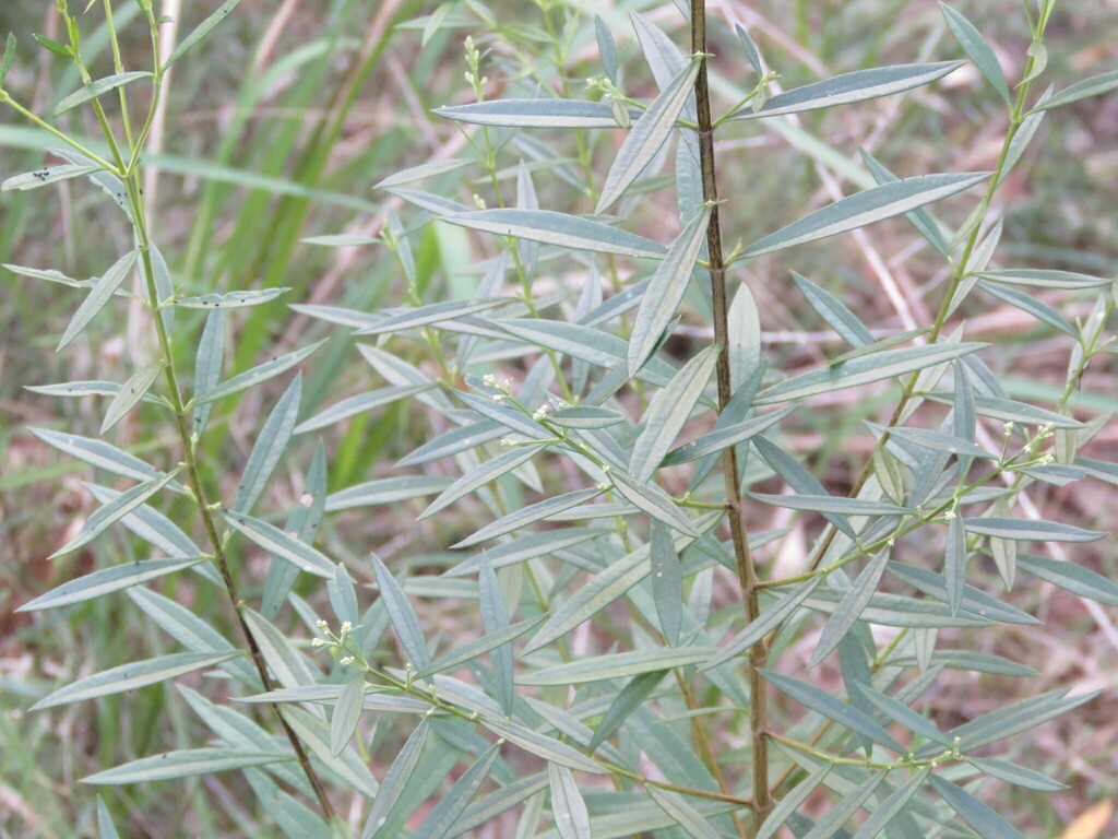 Logania albiflora from Maraylya NSW 2765, Australia on March 9, 2023 at ...
