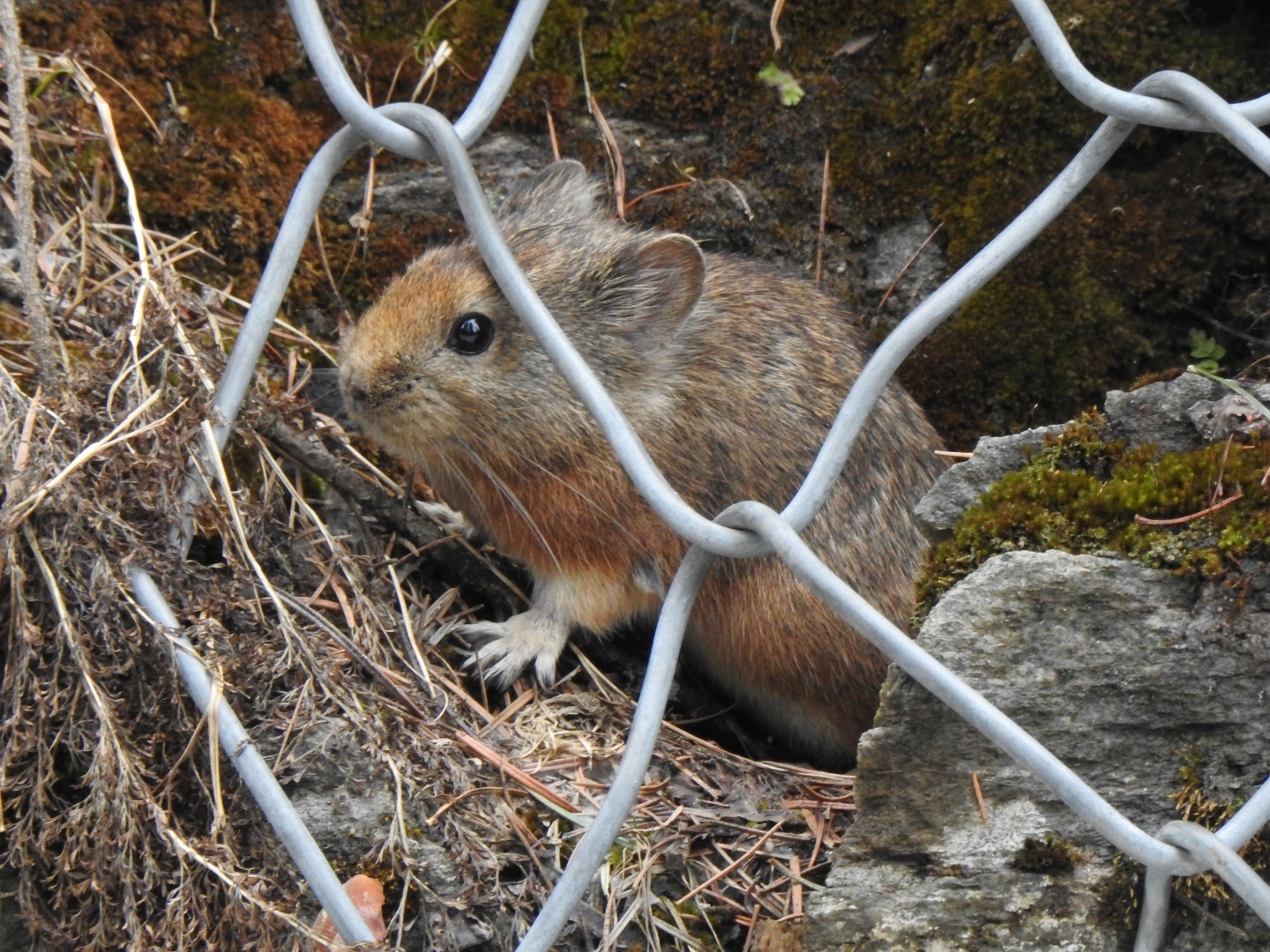 Ochotona roylii (Ogilby, 1839)
