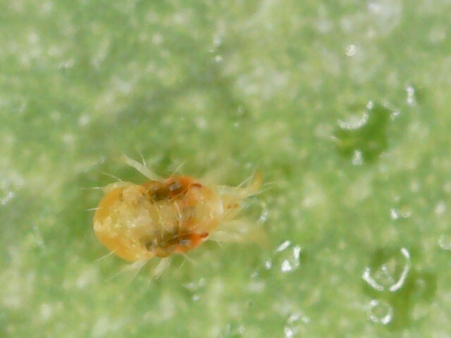 Tetranychus urticae Koch, 1836