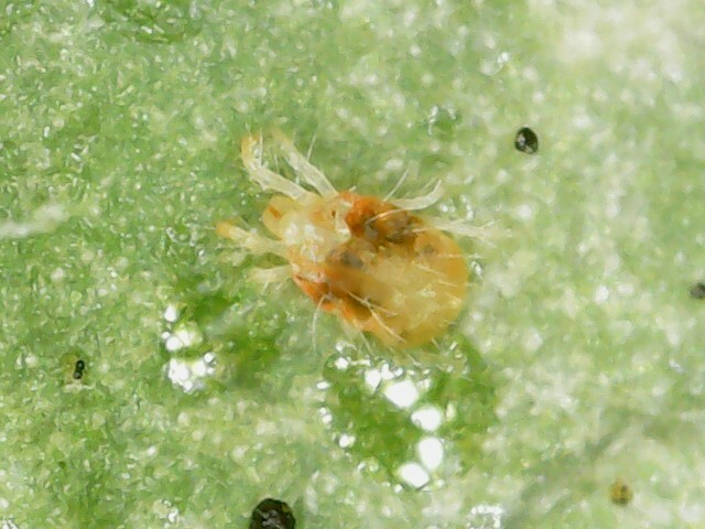 Tetranychus urticae Koch, 1836