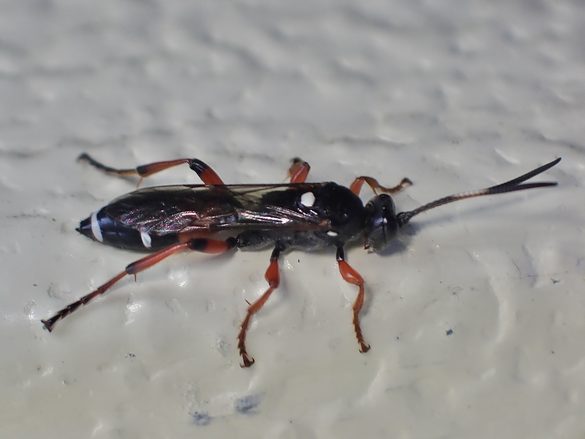 Ichneumon promissorius Erichson, 1842