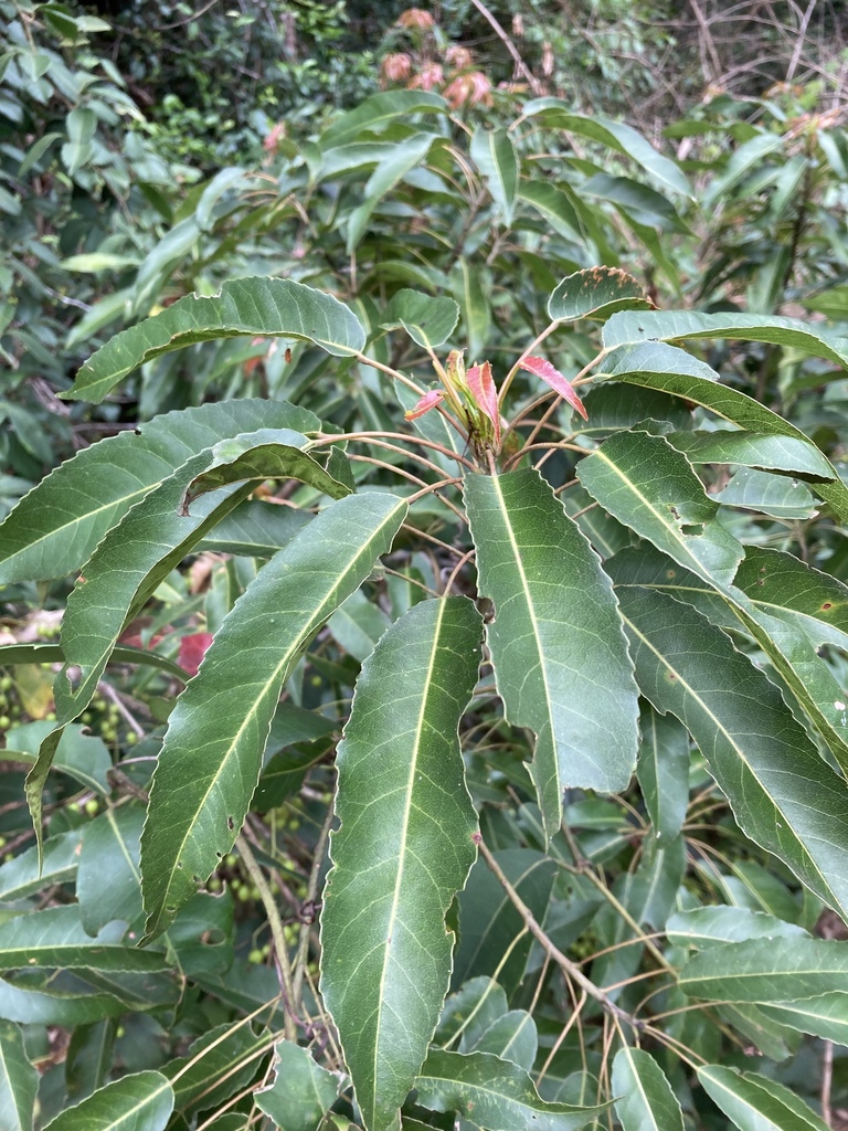Elaeocarpus from Gindoran QLD 4676, Australia on March 09, 2023 at 06: ...