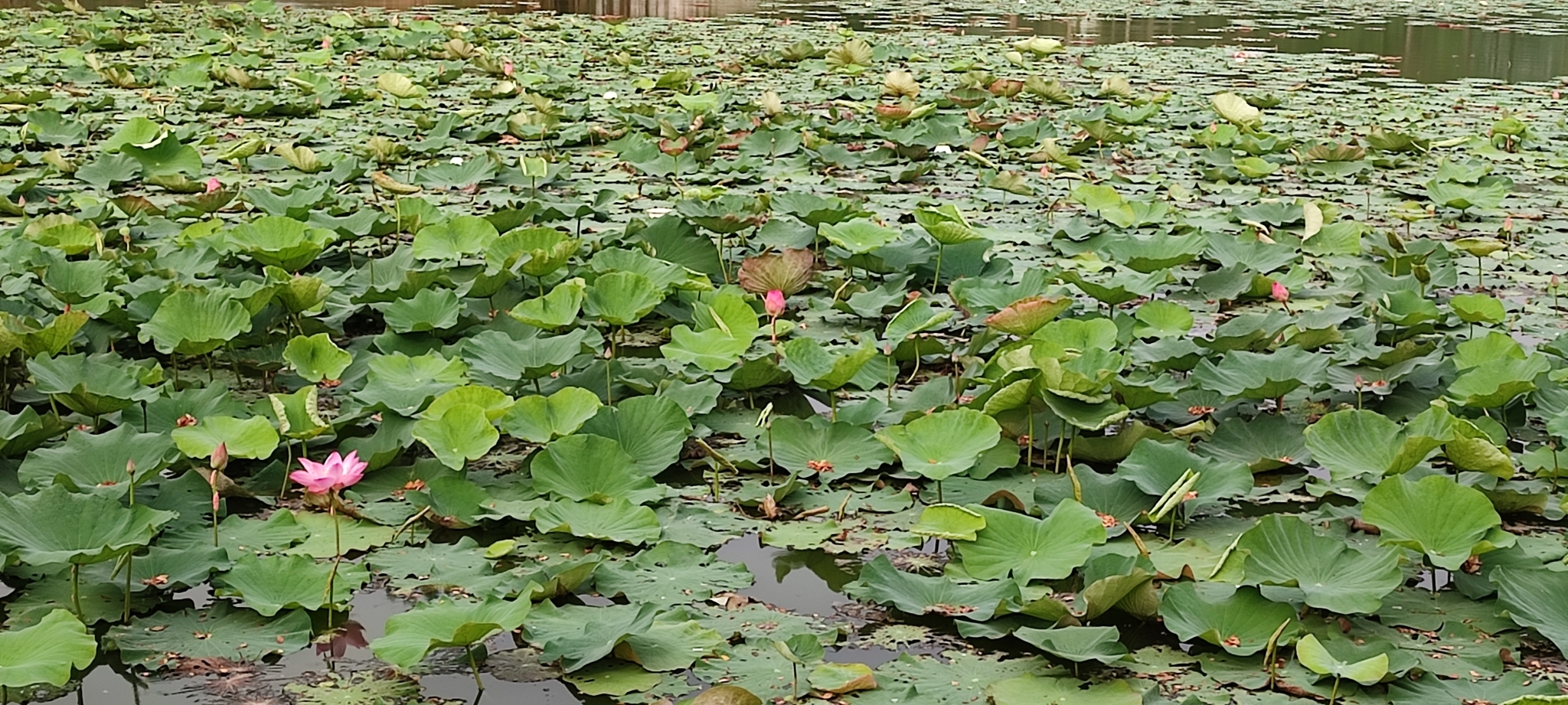 Nelumbo nucifera Gaertn.