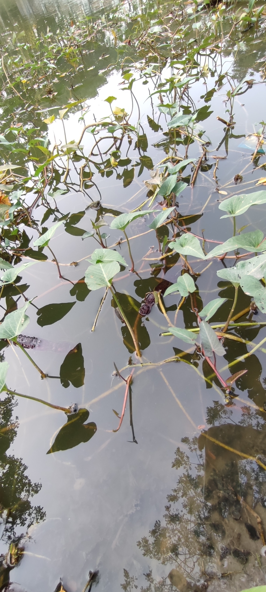 Ipomoea aquatica Forssk.